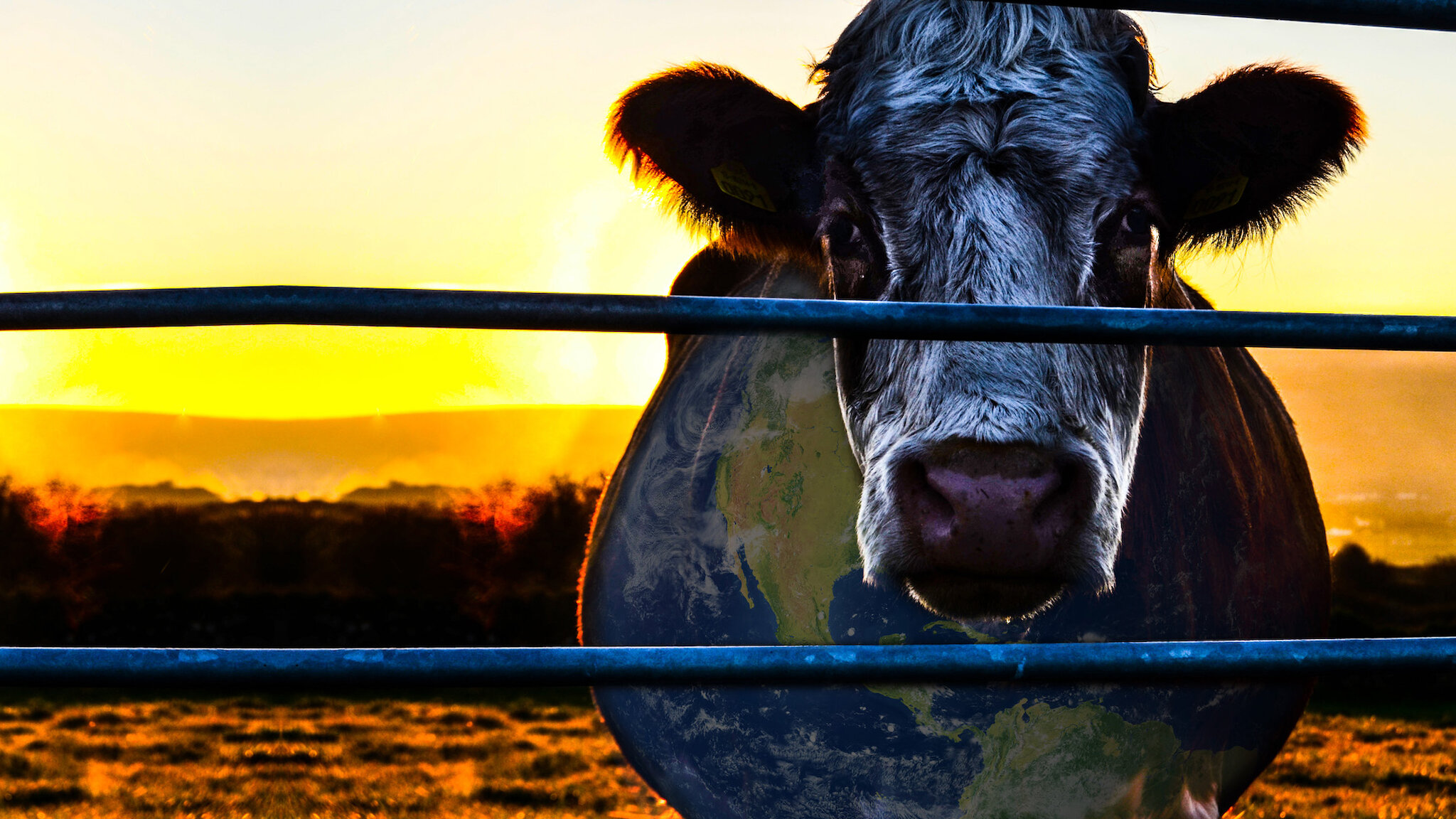Watch Cowspiracy: The Sustainability Secret | Netflix