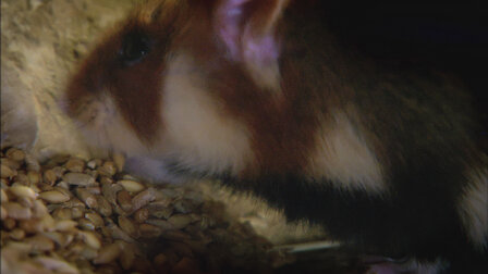 Watch If I Were an Animal | Netflix