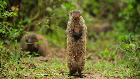 Watch Wild Babies | Netflix Official Site