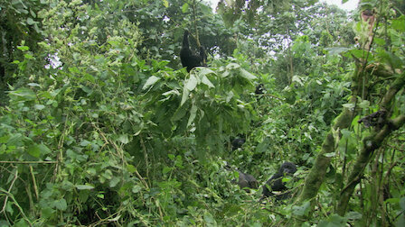 Watch If I Were an Animal | Netflix