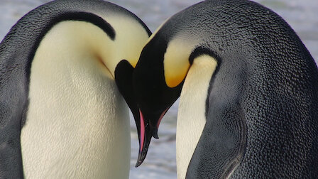 Watch Wild Babies | Netflix Official Site