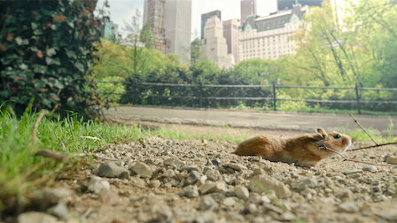 Watch Tiny Creatures | Netflix Official Site