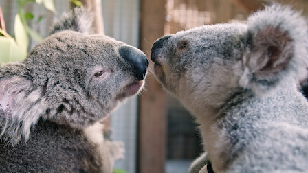 Watch Izzy's Koala World | Netflix Official Site