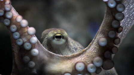 Watch Explained | Netflix Official Site