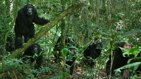 Watch Chimp Empire | Netflix Official Site