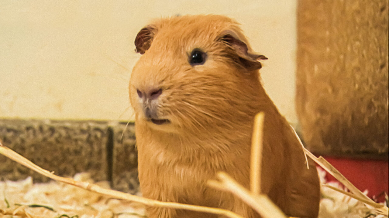 Watch The Secret Lives of Guinea Pigs | Netflix