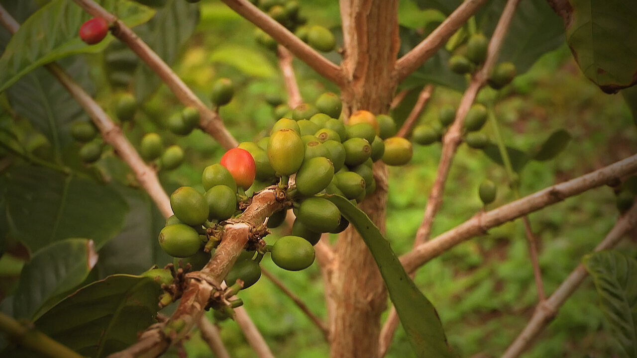 Watch Story of…Coffee | Netflix